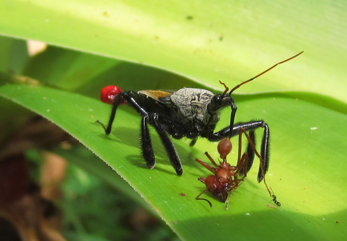 Spotting wildlife in Costa Rica – StickyMangoRice