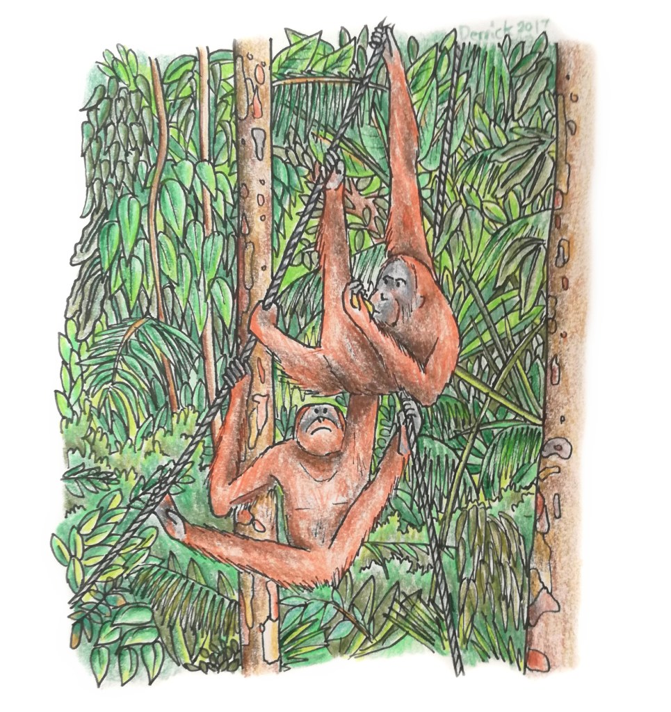 Visiting an Semenggoh Nature Reserve to see the orangutans ...