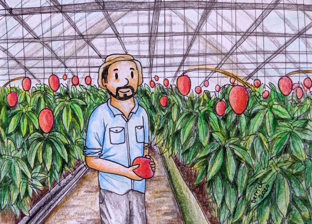 The Weird Reason Japanese Miyazaki Mangoes Cost $5000 Each ...