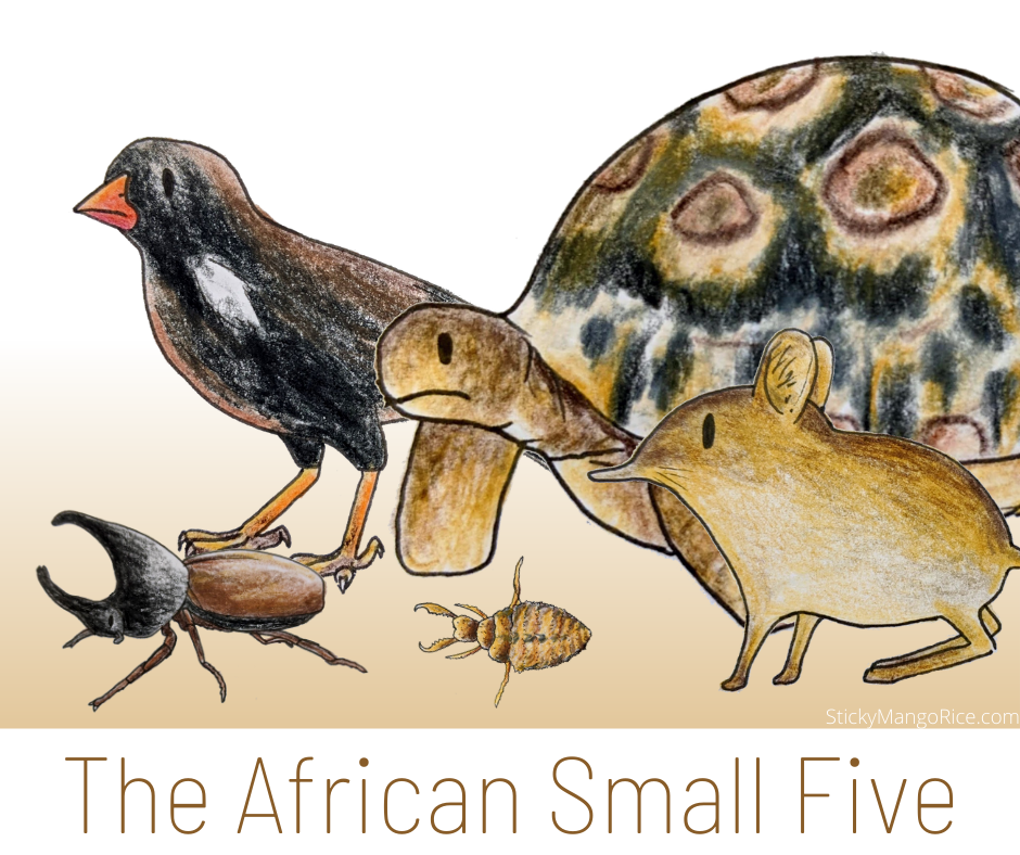 The Small Five Of Africa – StickyMangoRice